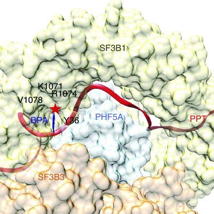 Recurrent Splicing Modulator Resistant Mutations In Phf5a And Sf3b1