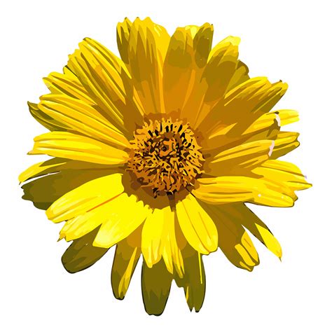 Blume Gelb Garten Kostenlose Vektorgrafik Auf Pixabay