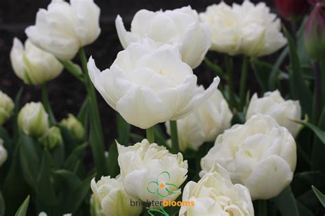 Tulip Mondial – Brighter Blooms