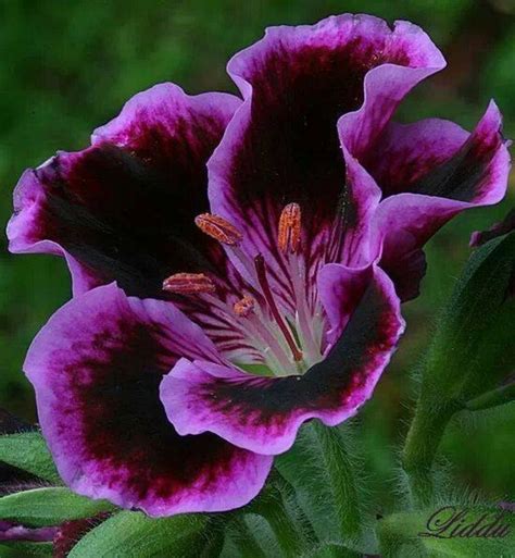 Fotos De Flores Bonitas Las Bellezas De La Naturaleza Plantas