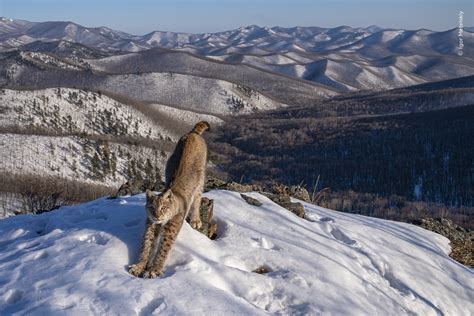 Frontier Of The Lynx Wildlife Photographer Of The Year Natural