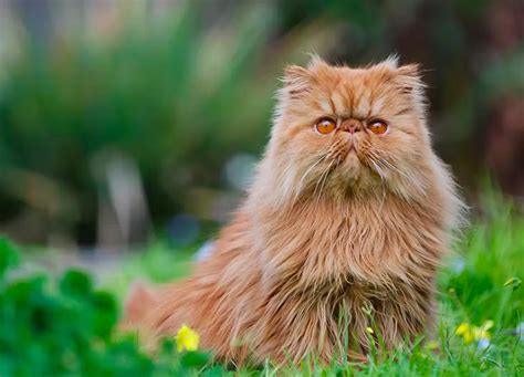 14 Cat Breeds From Asia With Incredible Histories Purewow