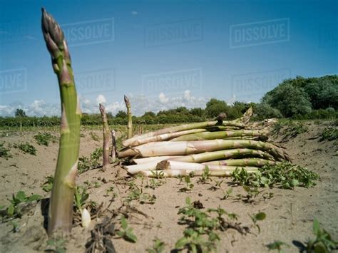 Asparagus Growing In Sandy Field Formby England Royalty Free Stock