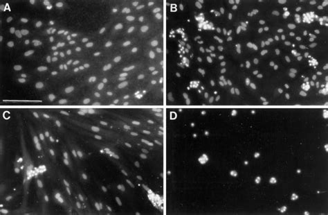 Dapi Staining Of Nuclei In Cells From Fractions 1 3 Cells Were