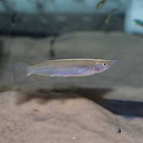 Poso Halfbeak Nomorhamphus Celebensis Aqua Imports