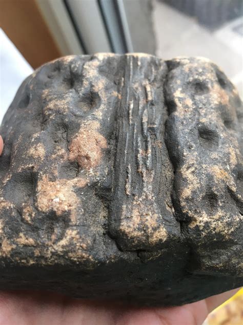 Nicely Preserved Lepidodendron Stigmaria Fossil Found In A Stream In