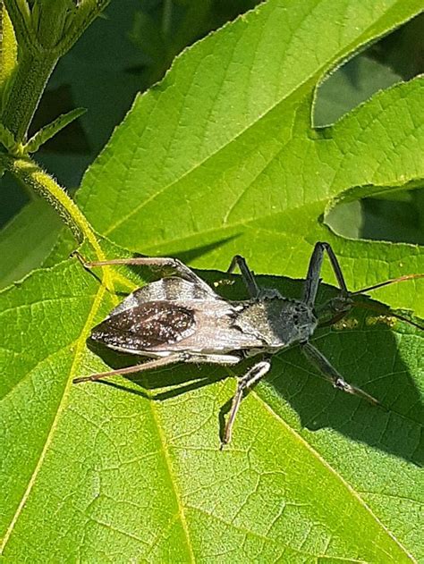 Wheel Bug Large Assassin Bug In North America