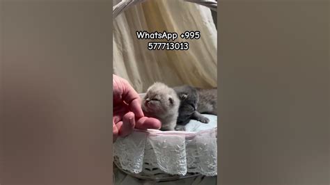 ბრიტანული კნუტები 🥰 British Cats ბრიტანულიკატა ბრიტანულიკნუტი Britishshorthair Shorts Youtube