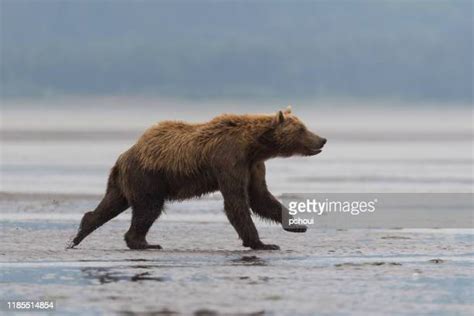 Shinobidocs Detection How To Download And Install Plugins