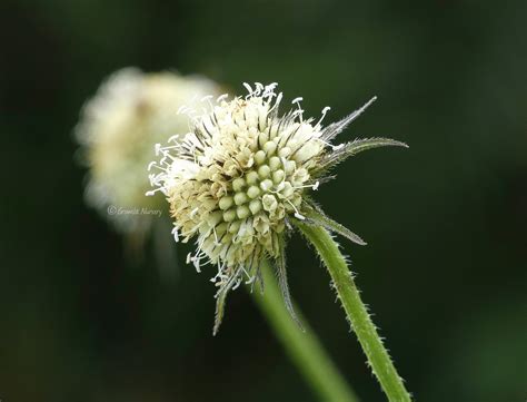 Dipsacus Asper Chinese Teasel Xu Duan