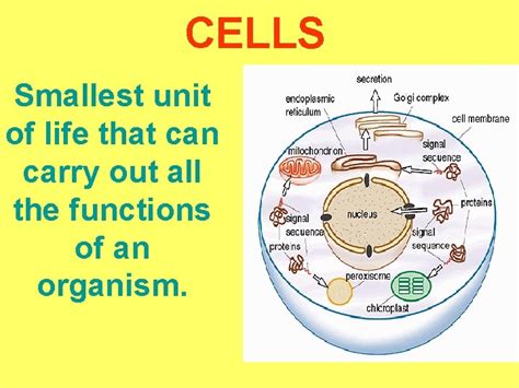 CELLS Smallest Unit Of Life That Can Carry