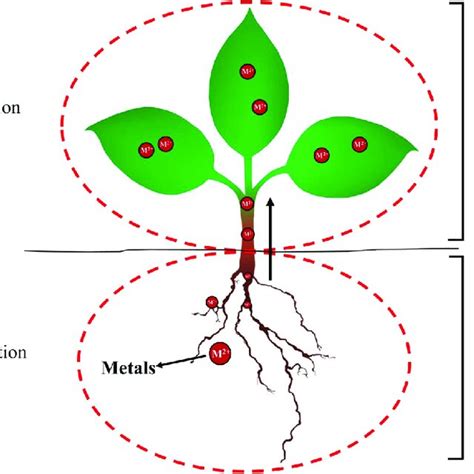 Phytoextraction And Phytostabilization Download Scientific Diagram