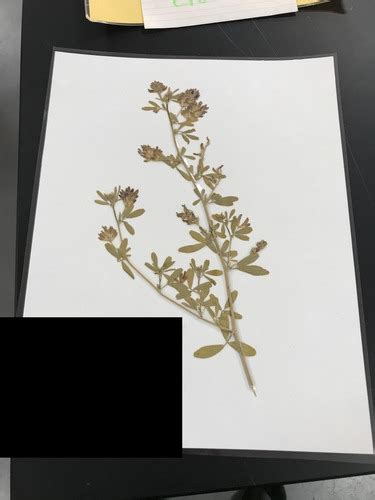 Crops Quiz Flashcards Quizlet