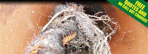Drain Tree Root Removal By Central Drainage Services St Albans