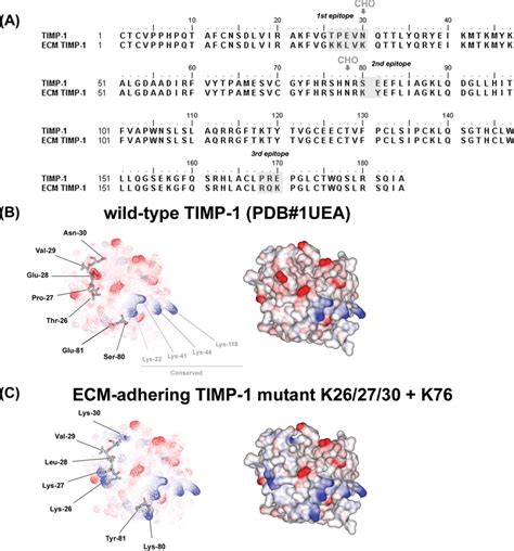 a blueprint of an ecm adhering timp 1 sequence alignment with