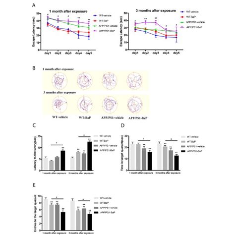Bap Exposure Accelerated Progressive Spatial And Working Memory Decline Download Scientific