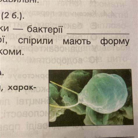 Розглянь світлину Підпиши зображений організм Школьные Знания Com