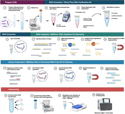 Rna Extraction And Rna Sequencing Method For Transcriptomic Analysis Of