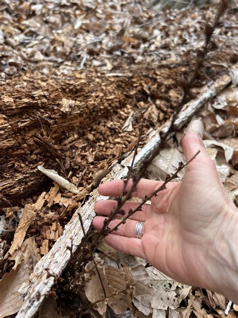 Beechdrops From Easton Md Us On April 6 2024 At 0404 Pm By Deborah