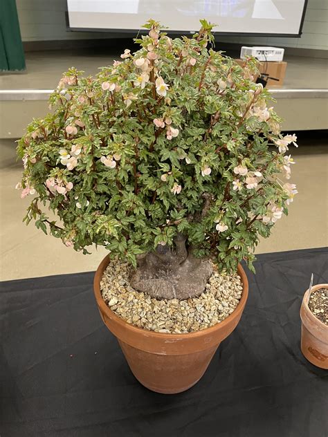 Begonia Dregei Rcaudex