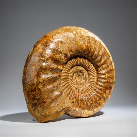 Astro Gallery Of Gems Natural Ammonite Fossil From Madagascar 108 Lbs