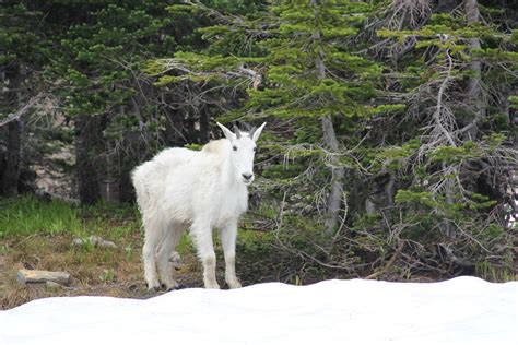 Cute Mountain Goat Mountain Goat Animals Goats