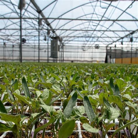Greenhouse Climate Control Plant Growth Greenhouse Growing Greenhouse