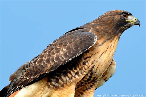 2012 10 24 Red Tailed Hawk 03 1024x680 A Photo On Flickriver