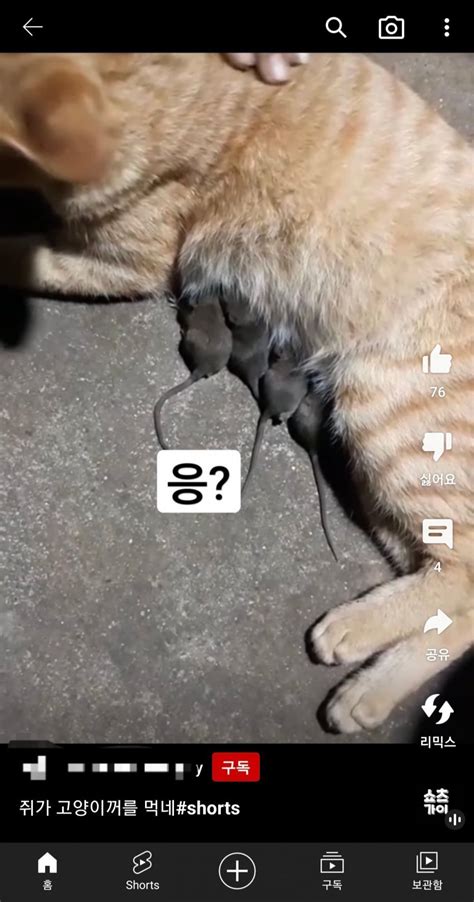 고양이는 쥐를 잡아준다고요 유머움짤이슈 에펨코리아