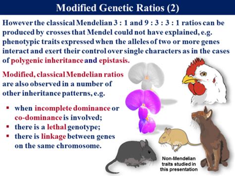 Bioa 3 7 1 Genetics 5 Polygenic Inheritance Epistasis And Lethal Genes