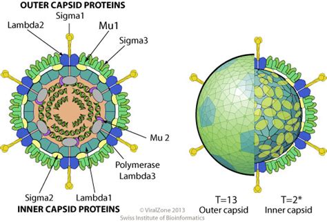 Orthoreovirus ~ Viralzone