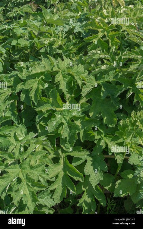 Leaves Foliage Of Hogweed Cow Parsnip Heracleum Sphondylium A Common Urban And Rural Weed
