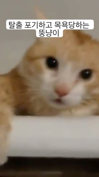 탈출 포기하고 목욕 당하는 뚱냥이 웃긴영상 Cat Cute 유머 고양이 Youtube