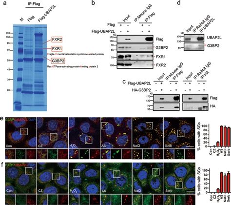 ubap2l arginine methylation by prmt1 modulates stress granule assembly