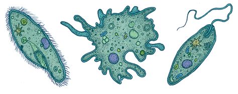 Protists Diagram Quizlet