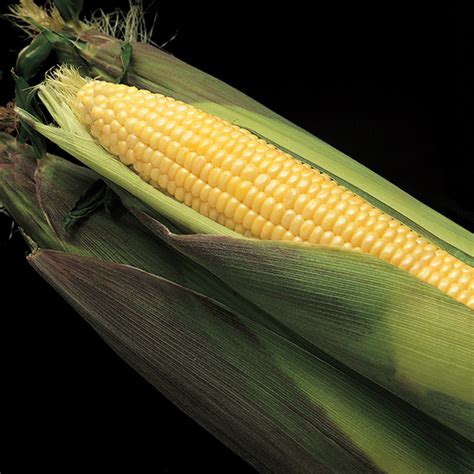 Kandy Korn Sweet Corn Vegetable Seed I Kelly Seed Company