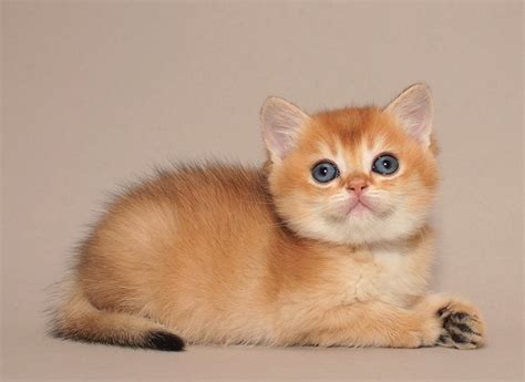 Our British Cat Coat Colour Codes Explained — Belle Ayr Cats