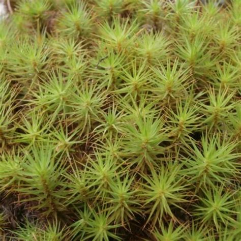 Types Of Moss You Should Know About