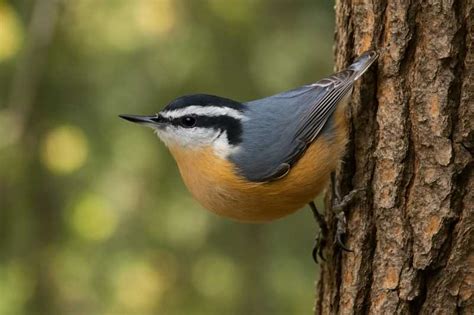 Red Breasted Nuthatch A Unique North American Bird