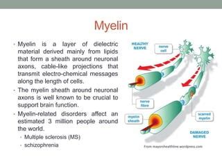 Myelin Presentation PPT