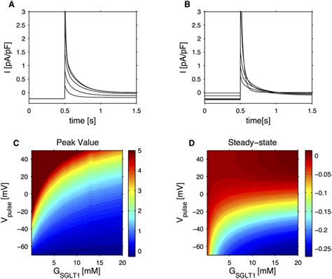 Model Characterization Of Sglt1 Associated Currents During Voltage