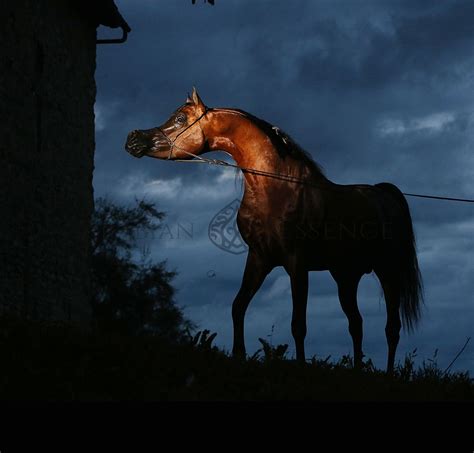 Fa El Rasheem Arabian Essence Tv