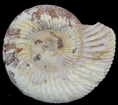 2 1 4 Perisphinctes Ammonites Fossils Madagascar For Sale