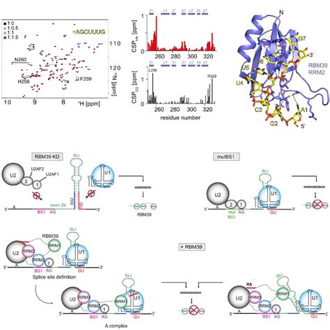 A Cancer Associated Rna Binding Protein Autoregulates Itself Through
