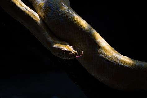 Python Smithsonian Photo Contest Smithsonian Magazine