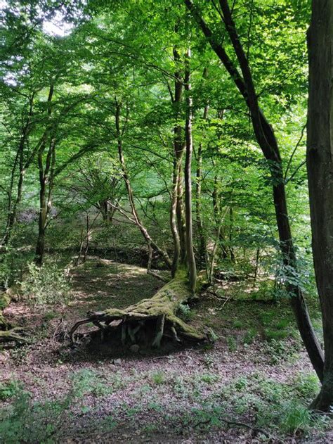 A Tree Has Fallen Over But Its Roots Are Still Intact So It Just Keeps Growing Upwards 9gag