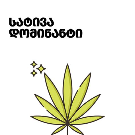 სატივა დომინანტი კანაფის თესლები