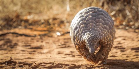 Pangolin 1200 Usc Viterbi School Of Engineering