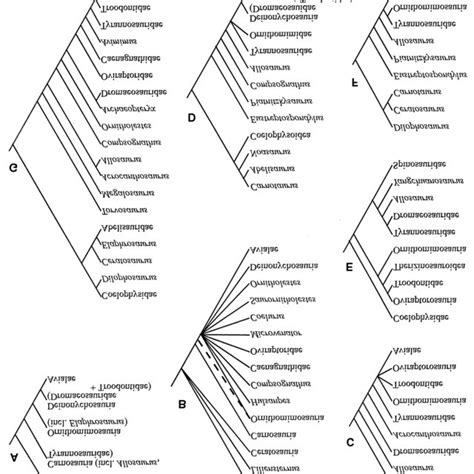 Previously Proposed Phylogenies Of Theropod Relationships Taxonomy Of Download Scientific