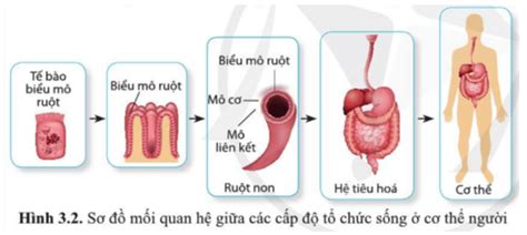 Quan Sát Hình 32 Mô Tả Mối Quan Hệ Giữa Các Cấp độ Tổ Chức Sống ở Cơ